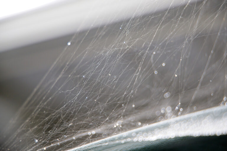 How to Get Rid of Cobwebs | Expert Tips